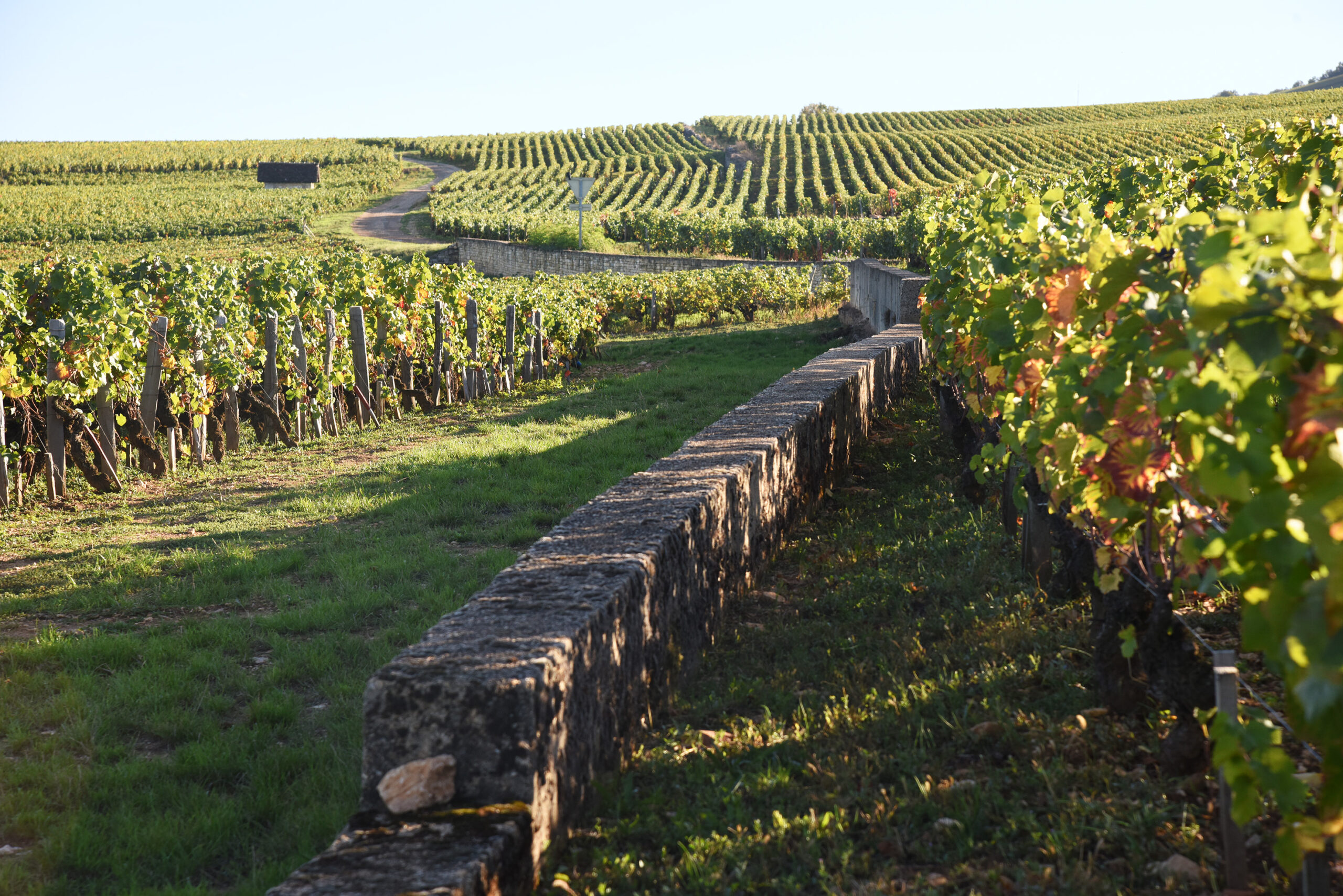 Vineyard discovery - Tourist Office Gevrey-Chambertin Nuits-Saint-Georges